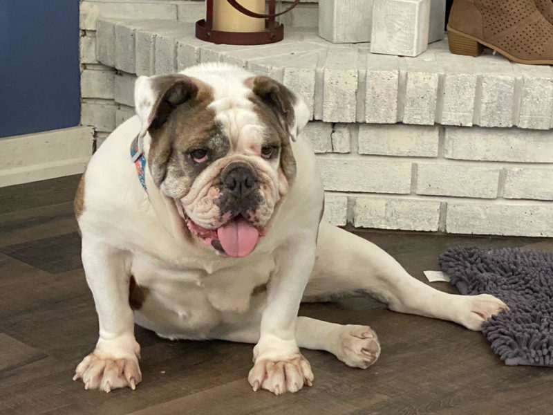 Indiana Bulldog Rescue | IBR Foster Dogs