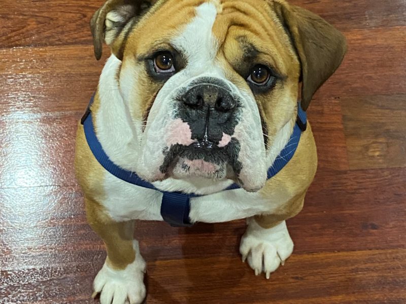 Indiana Bulldog Rescue | IBR Foster Dogs