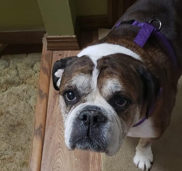 Indiana Bulldog Rescue | IBR Foster Dogs