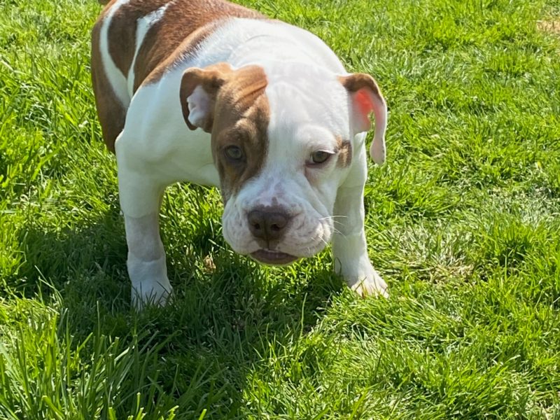 Indiana Bulldog Rescue | IBR Foster Dogs