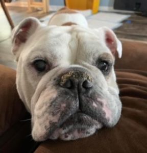 Indiana Bulldog Rescue | IBR Foster Dogs