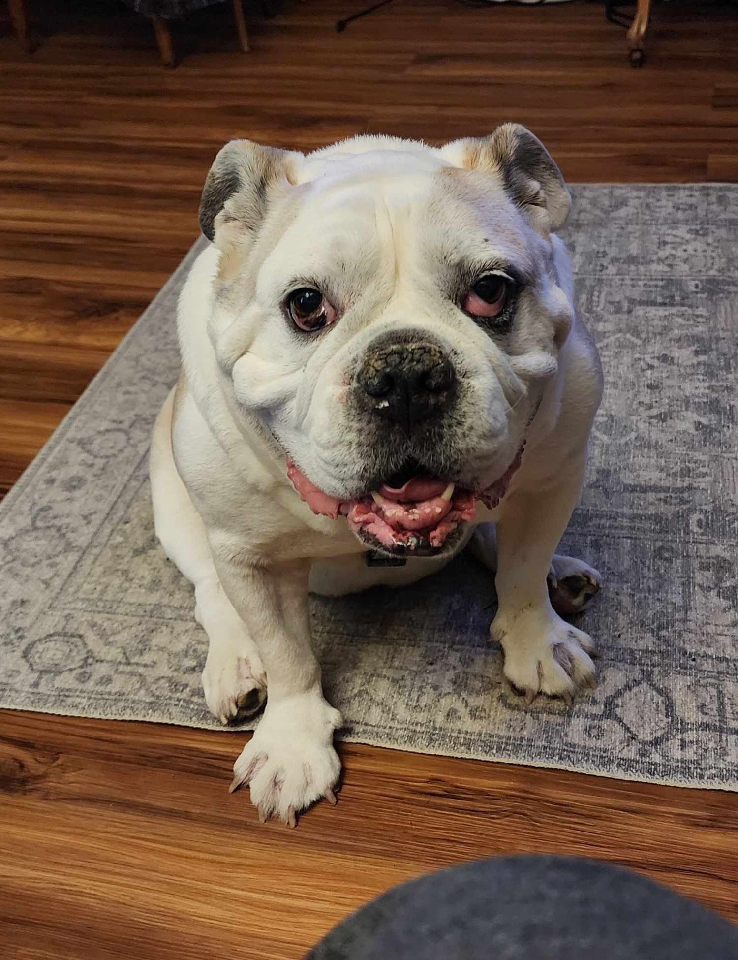 Mojo – Indiana Bulldog Rescue